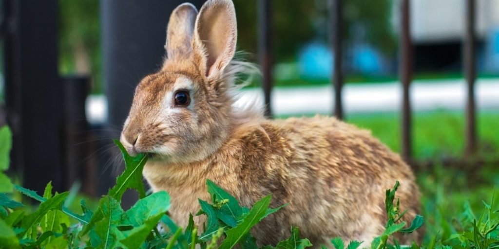The 10 Best Rabbit Toys: Comprehensive Buyer’s Guide - Rabbit Care Basics