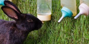 Selecting the Best Rabbit Water Bottles: Hydration Solutions - Rabbit ...