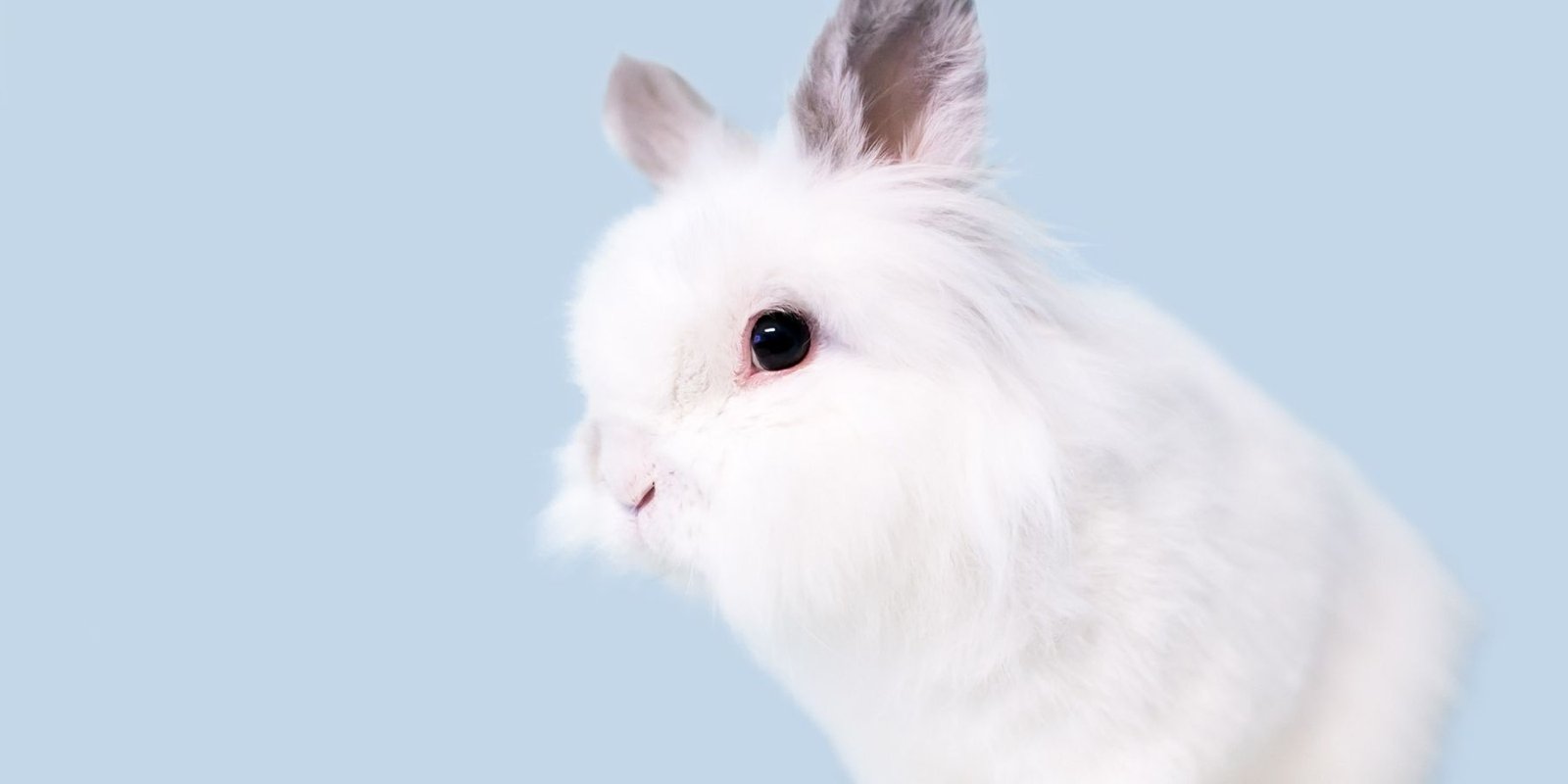 10 Of The Best Pet Rabbits (With Pictures) - Rabbit Care Basics