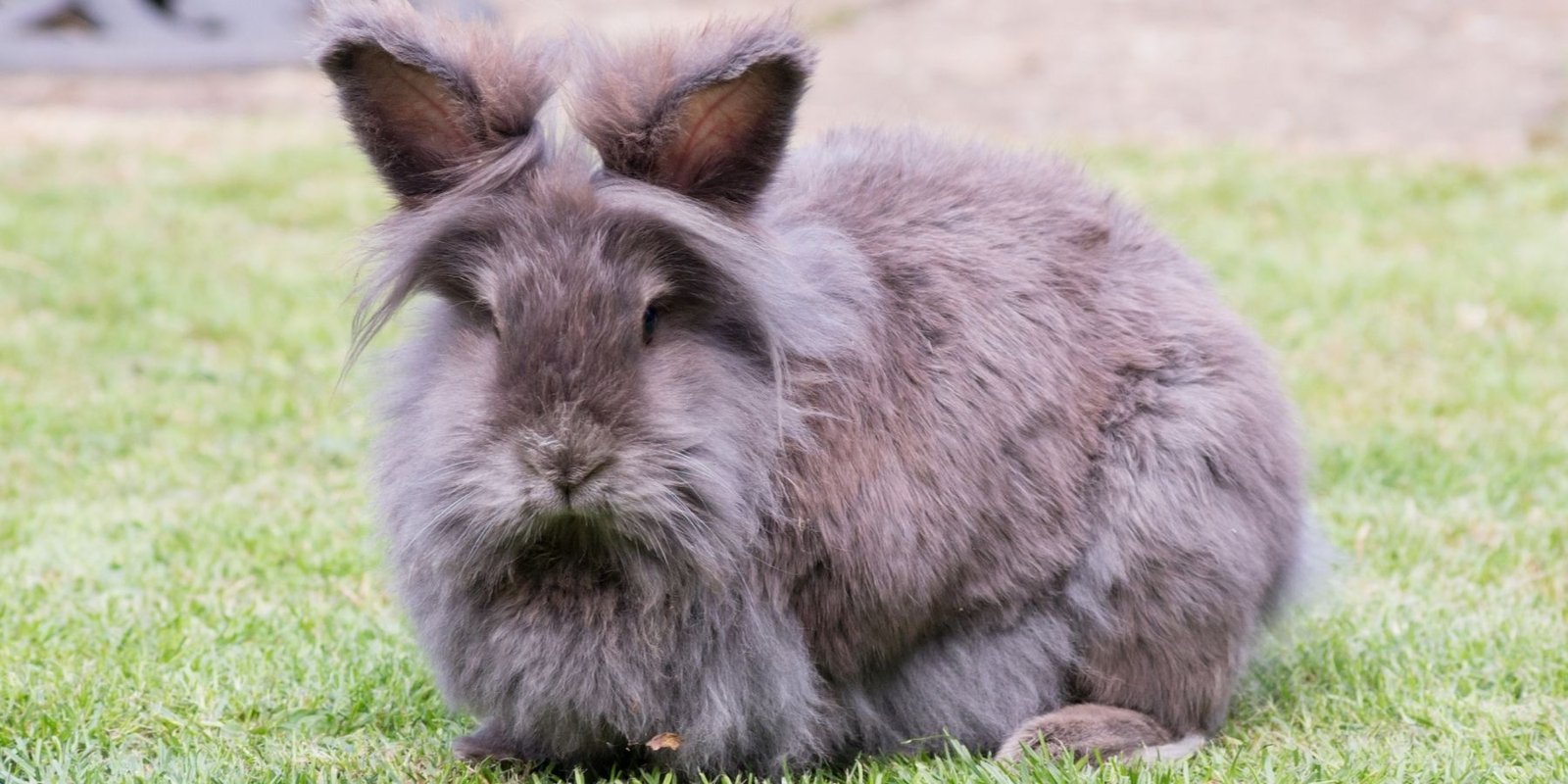 10 Of The Best Pet Rabbits (With Pictures) - Rabbit Care Basics