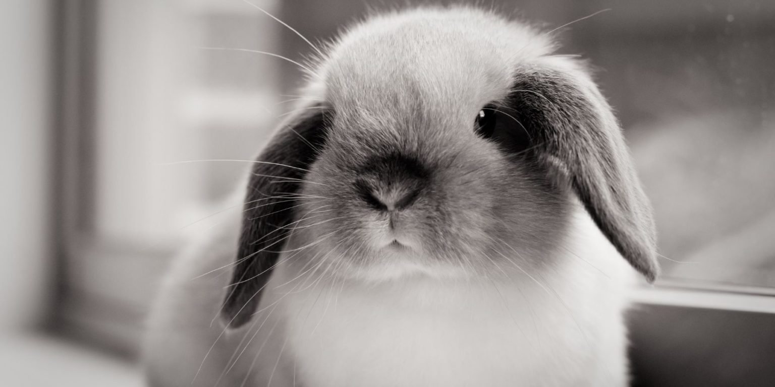 Mini Lop Bunnies For Sale in the US (updated) - Rabbit Care Basics