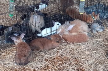 10 Of The Best Pet Rabbits (With Pictures) - Rabbit Care Basics