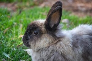 Why Do Rabbits Eat Their Own Poop: Understanding Coprophagy in Rabbits ...